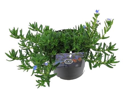 Lithodora Diffusa Tidepool Sky Blue — Plant Wholesale Floraccess