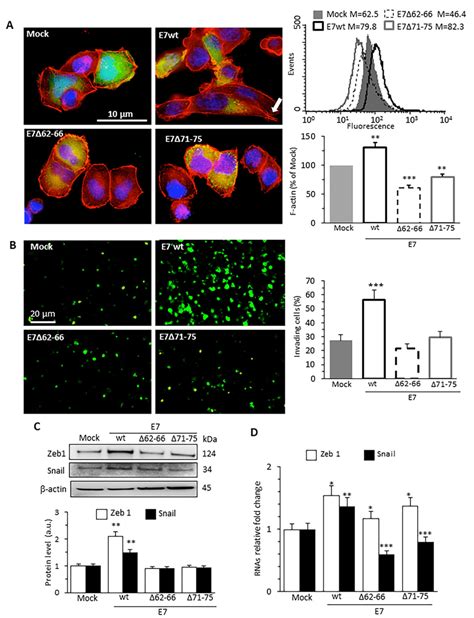 Hpv16e7 Expression Promotes Actin Cytoskeleton Remodeling Cell
