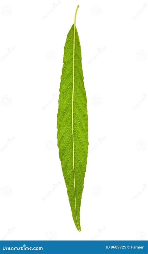 Willow Leaf Stock Image Image Of Pattern Spring Nature 9609725