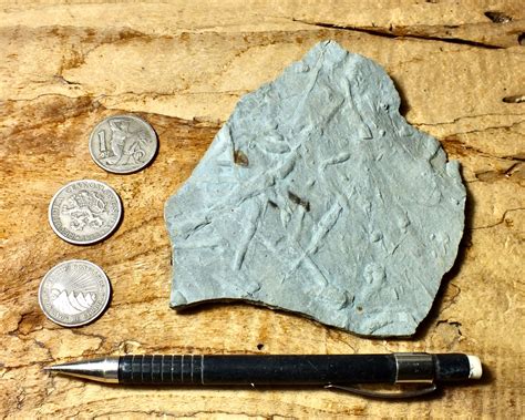 Trace Fossils Cambrian Vermiform Worm Like Trace Fossils From The