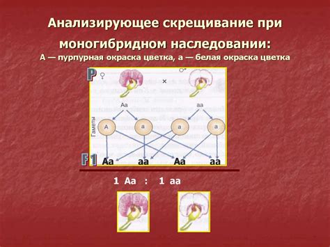 Неполное доминирование Анализирующее скрещивание презентация онлайн