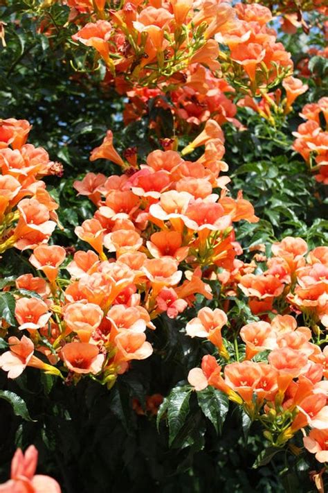 20 Best Flowering Vines And Vine Plants Best Wall Climbing Vines To Plant