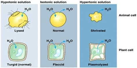 Cell Membranes Osmosis And Diffusion Assignment Point
