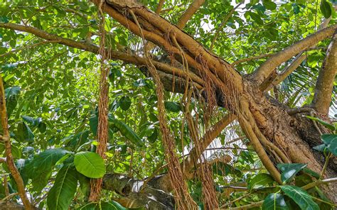 Huge Beautiful Ficus Maxima Fig Tree Playa Del Carmen Mexico 12853249