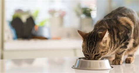 ¿el Catnip Es Malo Para Los Gatos Qué Es Y Qué Efectos Tiene