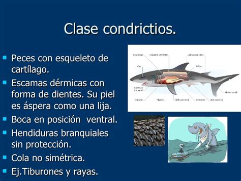 Los Condrictios Biología Peces Cartilaginosos Wikisabio