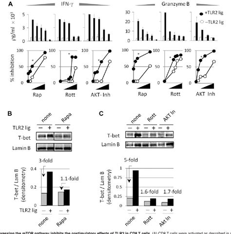 Figure 2 From When Toll Like Receptor And T Cell Receptor Signals