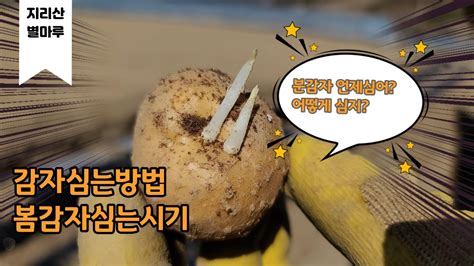 봄감자심는시기 감자심는방법 감자파종방법재배방법 분감자 두백감자 감자수확 Youtube