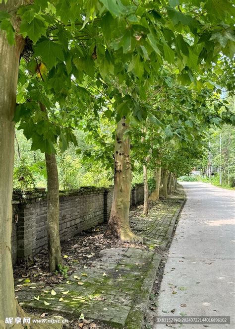 梧桐树摄影图树木树叶生物世界摄影图库昵图网