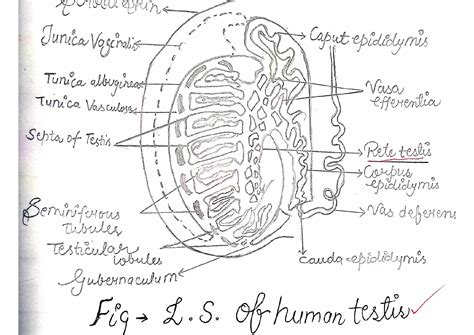 Testis Diagram