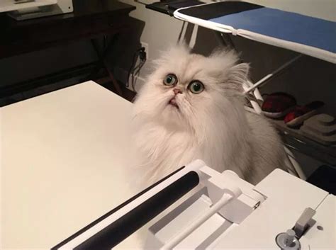 All Glory To Hypnotoad Imgur