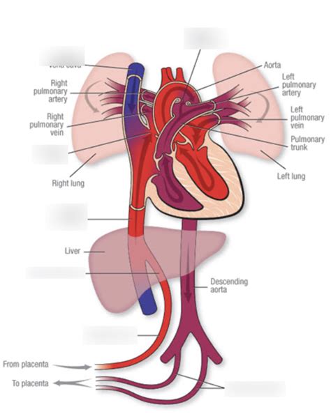 Fetal Circulation Diagram Diagram Quizlet