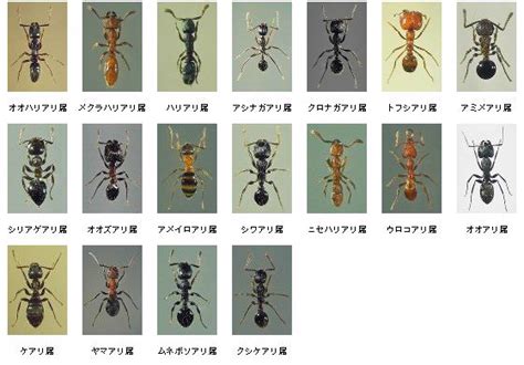 J Ant 中部 地方のアリ属検索