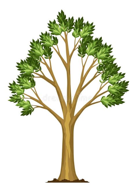 Stage Of Tree Growth Large Tree Growth With Green Leaf And Branches