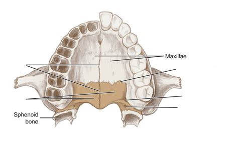 Chapter 3 Skeletal System Palatine Bone Structures Labeling Diagram