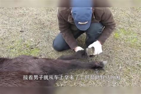 小天鹅被铁丝困住，老人出手相救，天鹅妈妈的举动让人感动！老人小天鹅妈妈