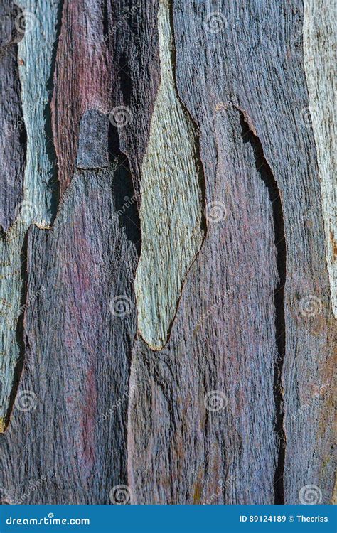 Bark Of Eucalyptus Tree Texture And Background Royalty Free Stock
