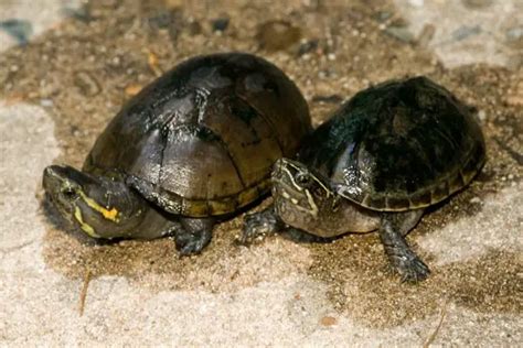 Mississippi Mud Turtle Care A Complete Guide