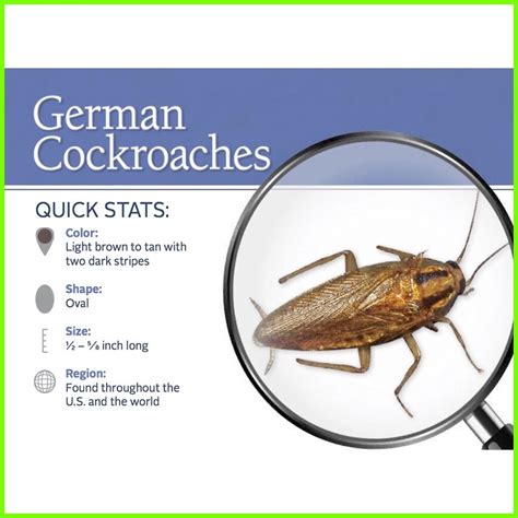 German Cockroach Killer Pamatay Ipis Shopee Philippines