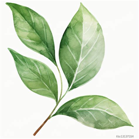 一支树叶插画ai图片下载红动中国