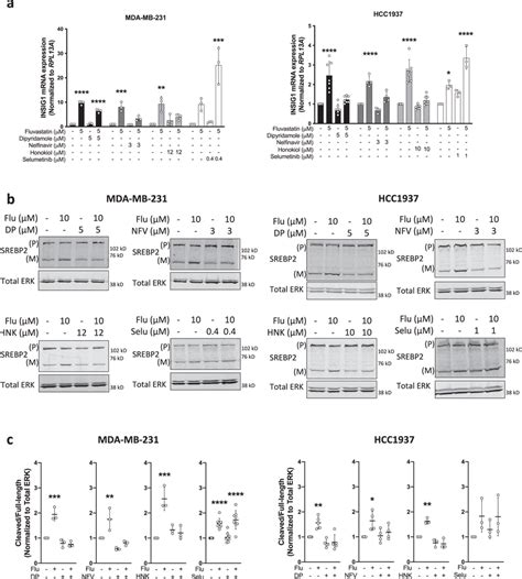 Nelfinavir And Honokiol Block Fluvastatin Induced Srebp2 Activation A Download Scientific