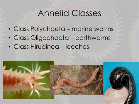 Ppt Phylum Annelida Powerpoint Presentation Free Download Id 2360137