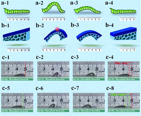 The Deformation And Movement Process Of A Nir Driven Bionic Inchworm