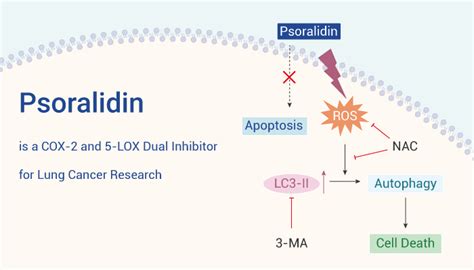Psoralidin Is A Cox 2 And 5 Lox Dual Inhibitor For Lung Cancer Research