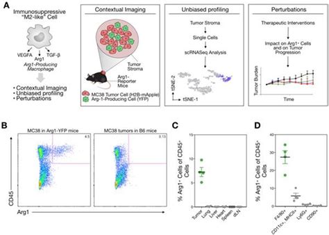 Arg1 Expression Defines Immunosuppressive Subsets Of Tumor Associated