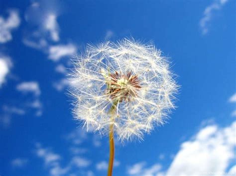 10 Plantas Silvestres Comestibles Bioguia