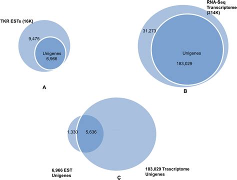 Unigene Comparison Between Rna Seq Transcriptome Sequences And Tkr