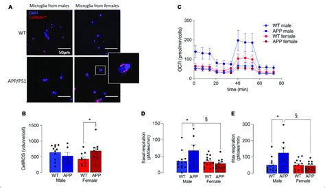 Mitochondrial Disruption Is More Marked In Microglia From Female Download Scientific Diagram