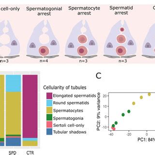 Examination Of Germ Cell Specific Gene Expression A Schematic
