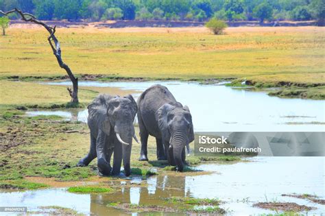 South Luangwa 국립 공원에는 작은 석호에서 수영 하는 코끼리 강에 대한 스톡 사진 및 기타 이미지 강 관광
