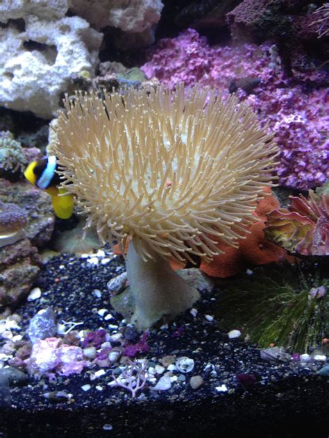 Toadstool Fish Pet Saltwater Aquarium Saltwater