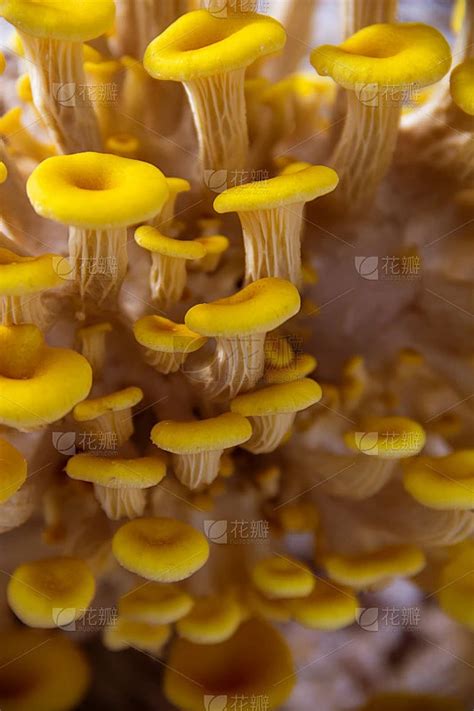 黄平菇，食用菌栽培，健康有机食品素材 花瓣网