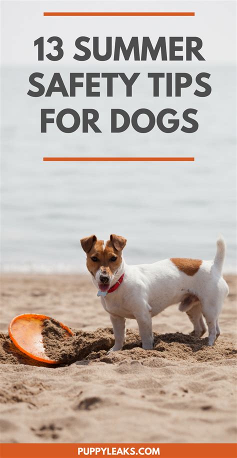 13 Summer Safety Tips For Dogs Tail Tales Haven