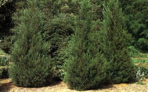 Hetzi Columnar Juniper 1 Gallon Shrub Tree Coniferous Junipers