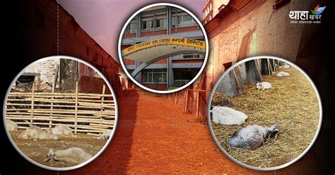थाहा खबर ४७ वटा च्यांग्रा संरक्षण गर्न नसक्ने खाद्यले कसरी गर्ला खाद्य