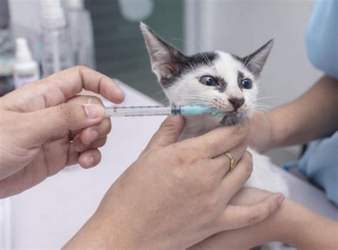 Deciphering Anesthetic Related Pet Mortality Wireless Telemetry