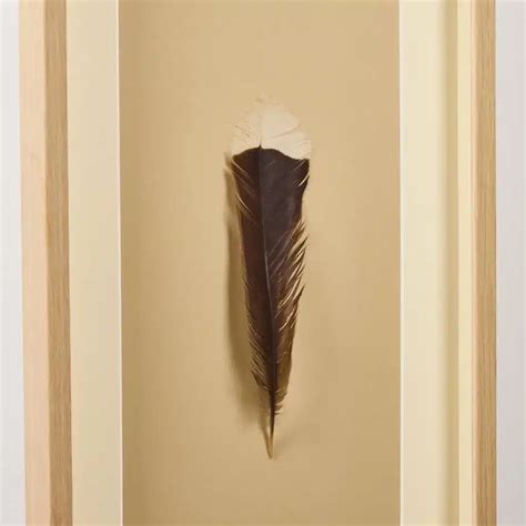 This Single Bird Feather Was Sold For 28000