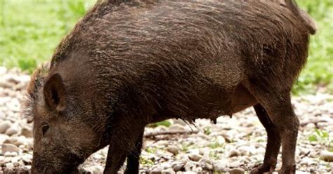 Feral Hogs Pose Real Issue For Mckinney Homeowners Rmckinney