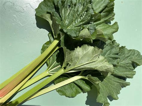Recettes Et Propriétés Rhubarbe