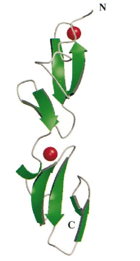 Schematic Ribbon Drawing Of Fibrillin Cbegf 32 33 17 Calcium Atoms Are