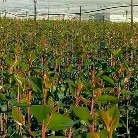 Jimaa Harargee Fi Sirna Kush Updates