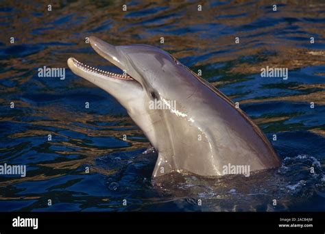 Bottlenose Dolphin Tursiops Truncatus Stock Photo Alamy
