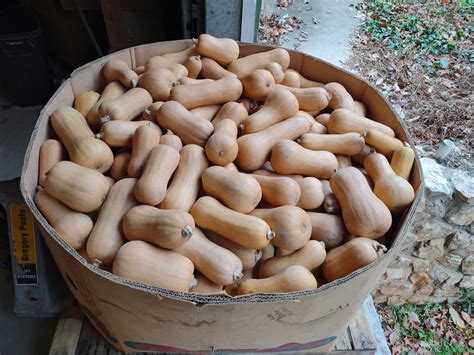 South Anna Butternut Certified Organic Common Wealth Seed Growers