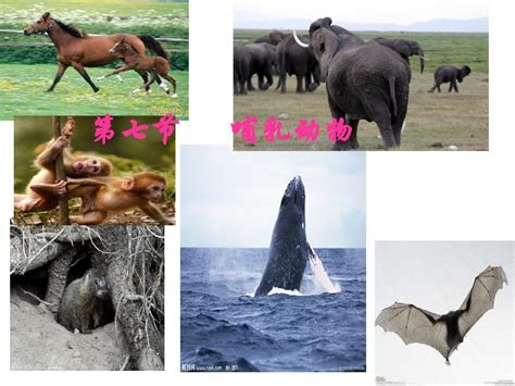 哺乳动物word文档在线阅读与下载无忧文档