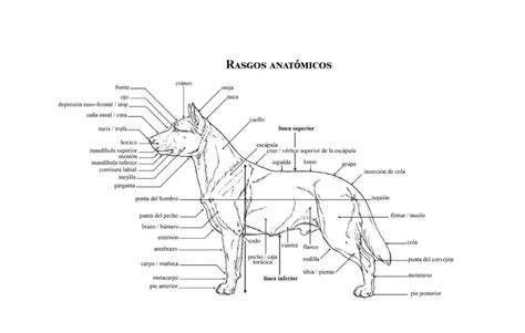 La Importancia Del Conocimiento De La Anatomía Del Perro Para La