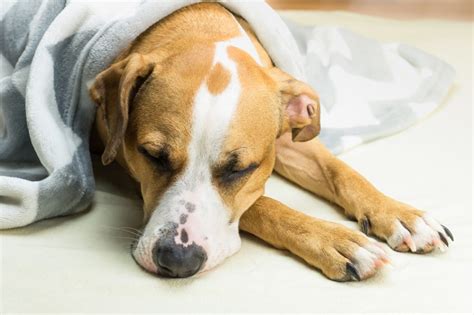 How Long To Feed Dog Bland Diet For Diarrhea